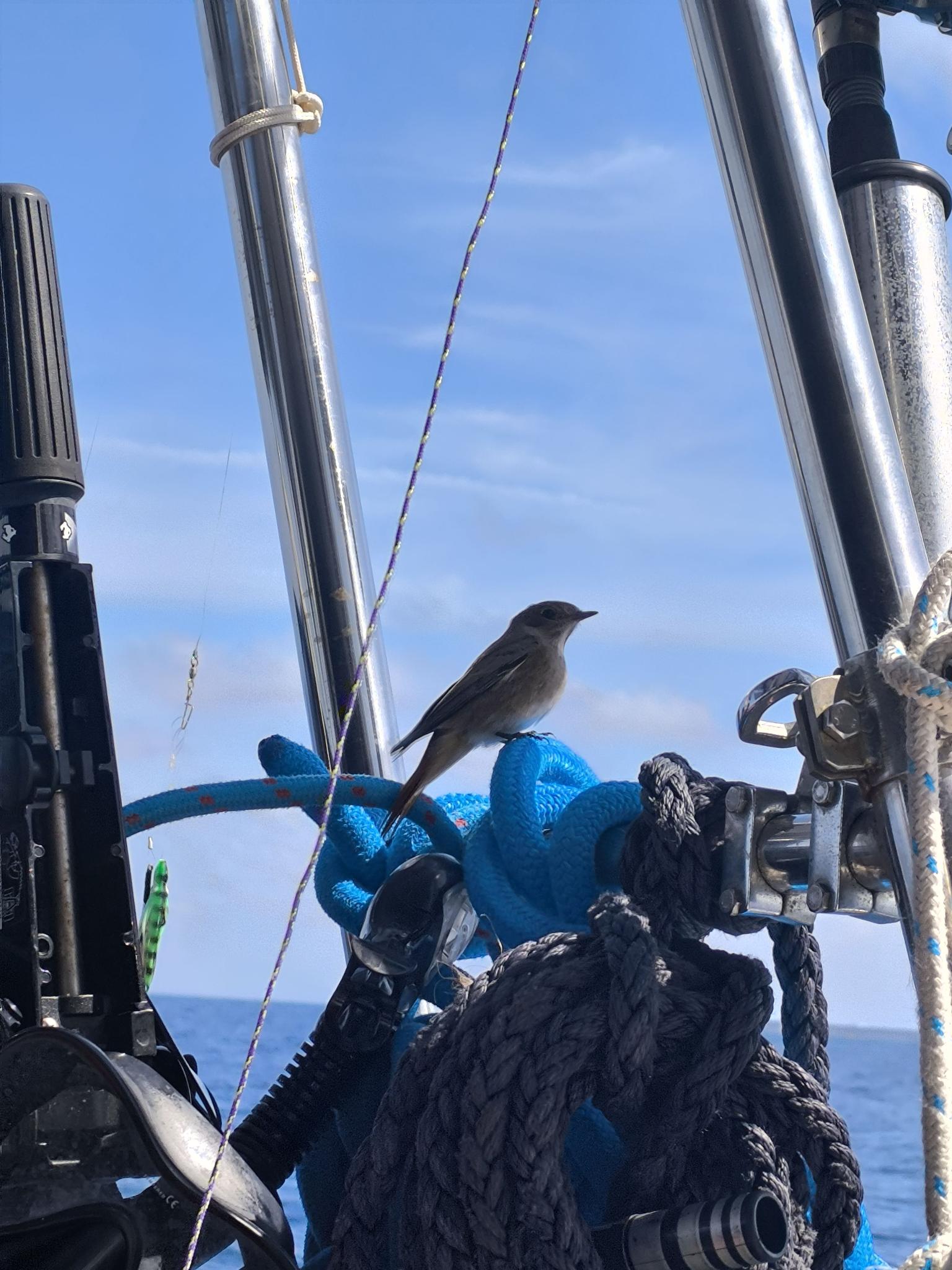 Sailing Sv Goat | SeaPeople App